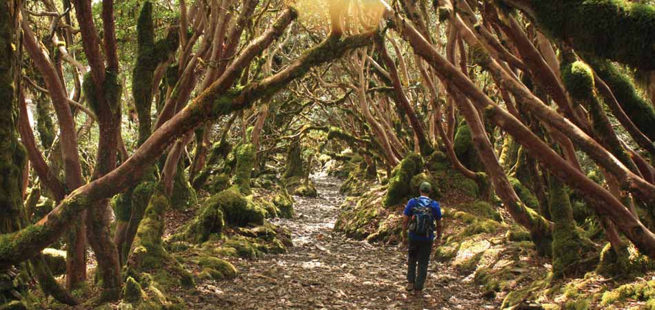 Bailey Trail Trek - A historic trek set in the Eastern Himalayas of ...