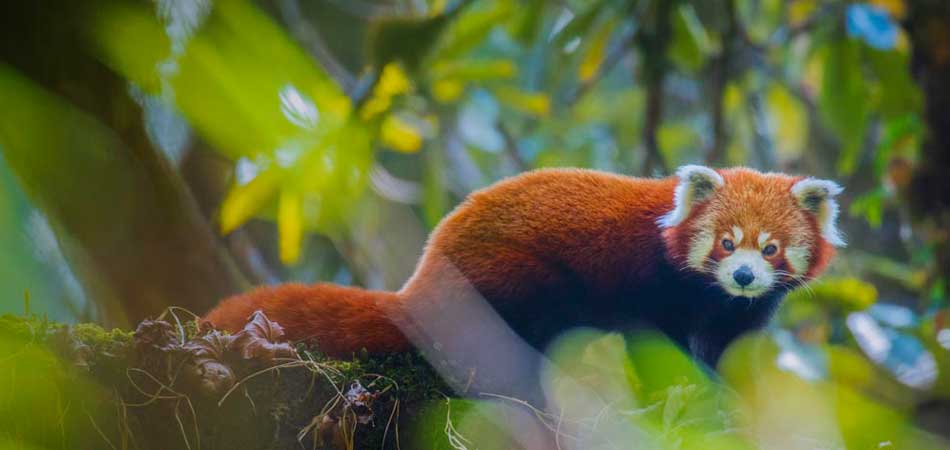 Red Panda Trail - Kipepeo