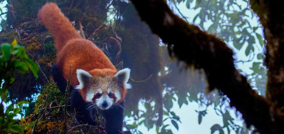 Red Panda Trail - Kipepeo